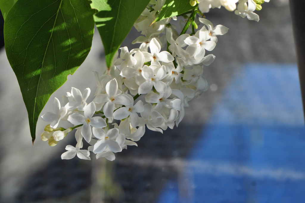 Lilas (Syringa x hyacinthiflora 'Mount Baker') - Entretien Maladie ...